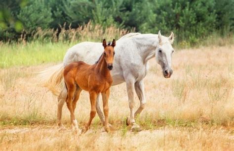 How Do Horses Mate Horse Mating Guide