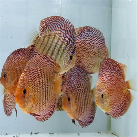 Aquarium Central Discus Leopard Discus Symphysodon Sp 5cm