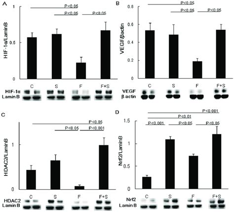 Western Blot Analysis Of Cytoplasmic And Nuclear Proteins N 4 For