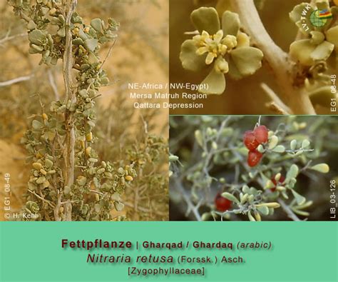 Nitraria Retusa Forssk Asch Fettpflanze Gharqad Oder Ghardaq