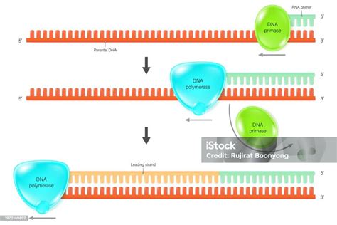 Dna Primase The Synthesis Of Rna Primer Used As Primers For Dna Polymerases A Primer And