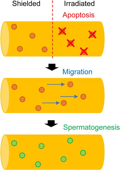 The Possible Course Of The Recovery Process In Spatially Fractionated Download Scientific
