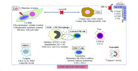 Effects Of Curcumin Curcuminoids On Tumor Microenvironment The Main