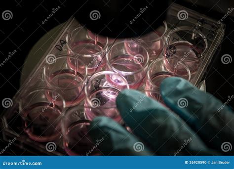 Human Cell Embryonic Stem Cell Microscope Components Of Eukaryotic Cell Nucleus And