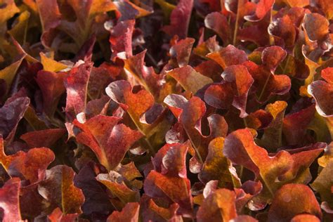 Alface Mimosa Roxa Lago Mudas