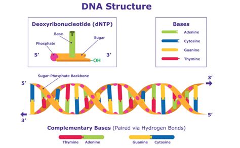 Audiology Of The Future With Next Generation Whole Human Genome