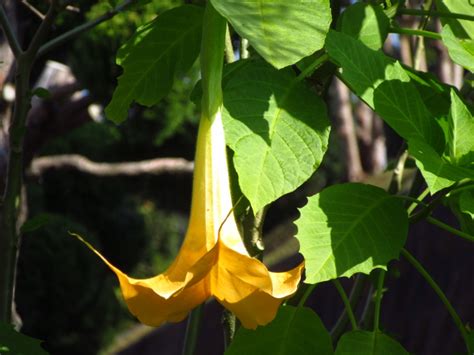 エンジェルトランペットの花咲く頃 日常のつぶやきこの庭と草木 Bloguru