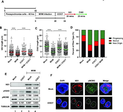 Mvm Induced Replication Stress Is Reversible By Cdc7 Inhibition A