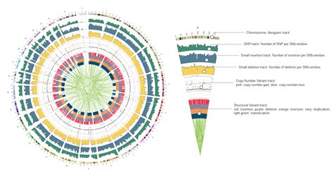 Whole Genome Sequencing Macrogen Europe