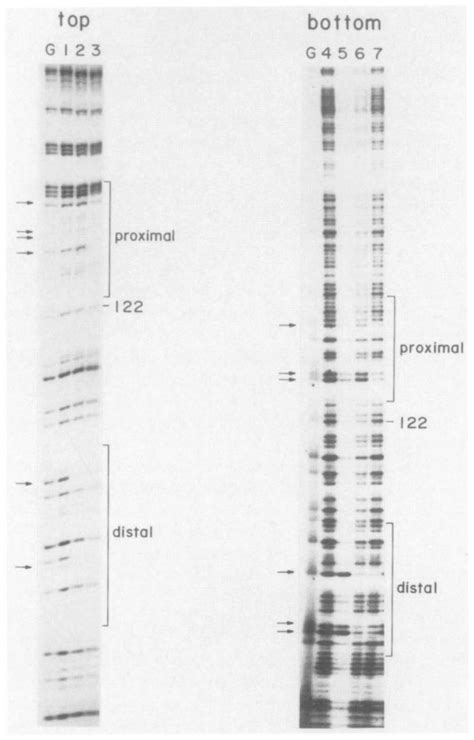 Methylation Interference Assays Cleavage Products From Methylation