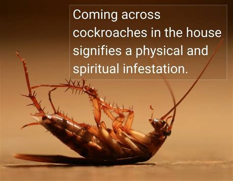 Cockroach In House Meaning What Does It Mean When You See One