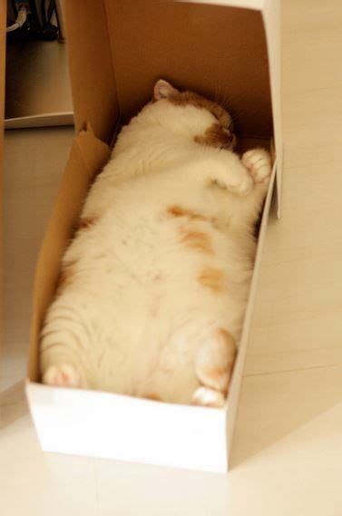 21 Delightfully Chubby Cats That Prove Big Is Beautiful Artofit