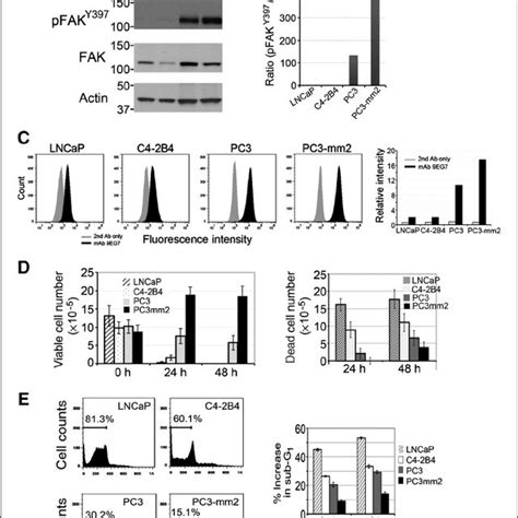 B 1 Integrin Activation Download Scientific Diagram