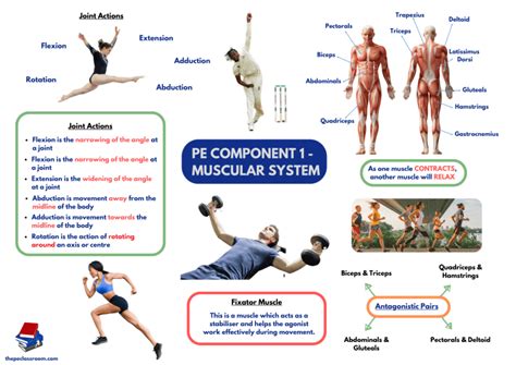 Pe Cheat Sheets Download The Pe Classroom