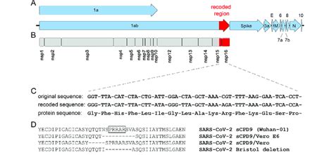 The Genetic Structure Of The Live Attenuated Sars Cov 2 Mutant Scpd9
