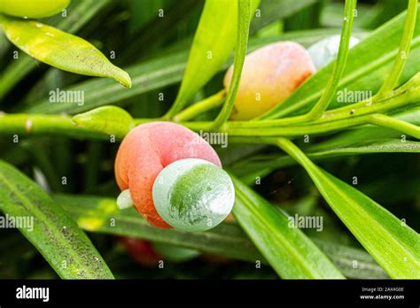 Podocarpus Podocarpus Macrophyllus Seeds Florianopolis Santa