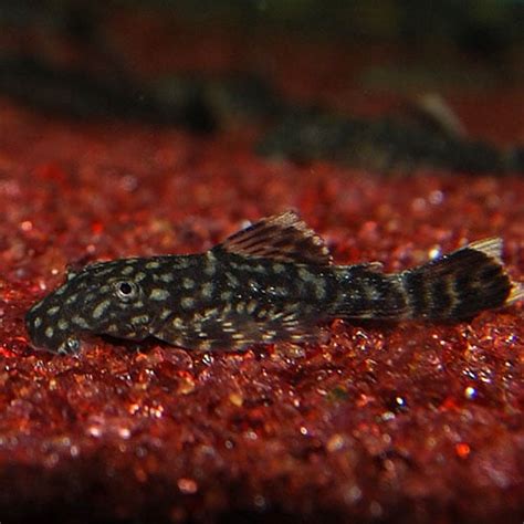 ブッシープレコ 1匹 熱帯魚 大型魚プレコ生餌 プレコ 熱帯魚海水魚 通販ショップアクアライズ