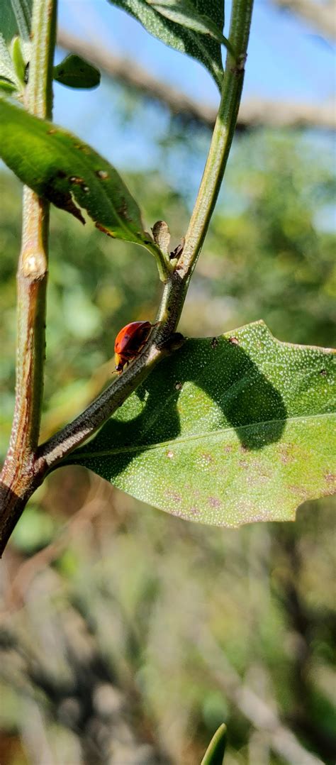 Ladybug Rflorida
