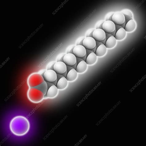 Sodium Stearate Molecule Stock Image C0260337 Science Photo Library