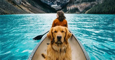Aspen El Perro Viajero Que Es Furor En Instagram Infobae