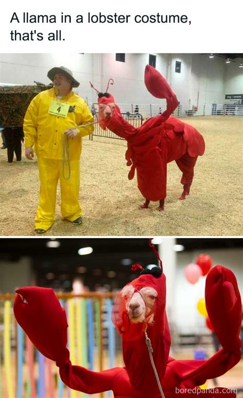 50 Absolutely Spot On Introvert Memes To Make You Snicker Bored Panda