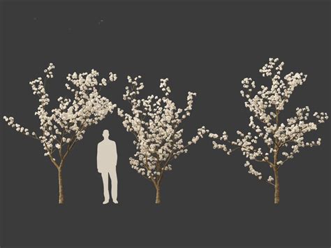 Tabebuia Roseoalba White Ipe 3d Model Download Trees On