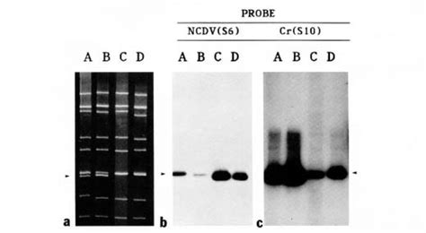 Northern Blot Hybridization Analysis Of The Ncdv And Cr Vp7 Probes