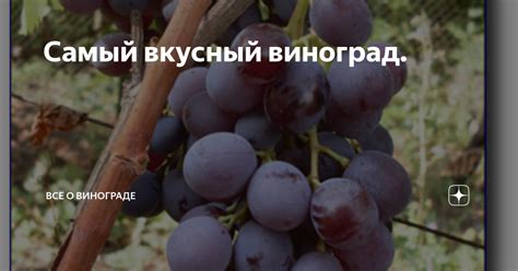 Самый вкусный виноград. | Всё о винограде | Дзен