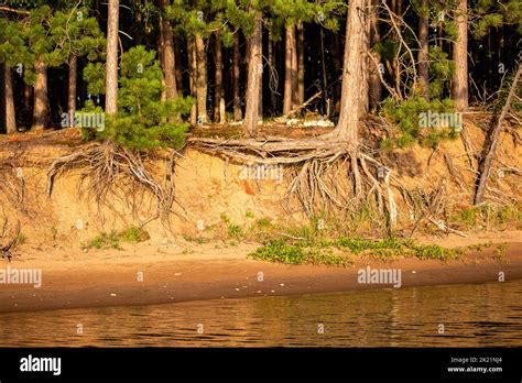 Red Pine Tree Roots Showing From Water Erosion On Lake Nokomis In