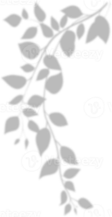 Leaf Shadow Png Pngs For Free Download