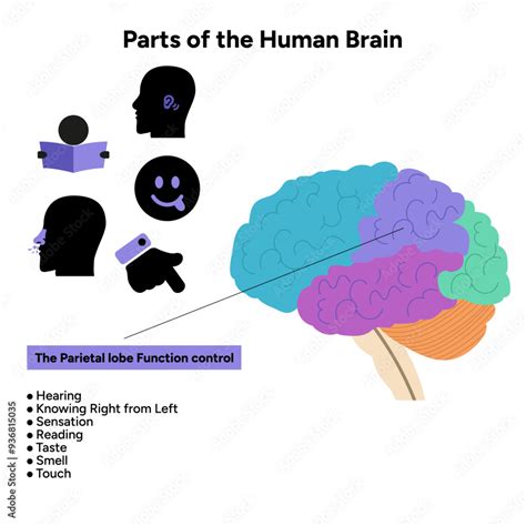 Parts Of Human Brain Anatomy With Colored Parts Diagram Medical