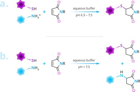 Maleimide Reaction Chemistry Vectorlabs