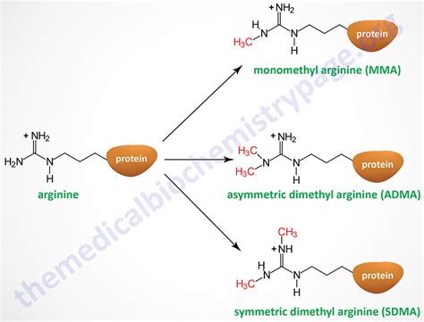 Protein Modifications The Medical Biochemistry Page