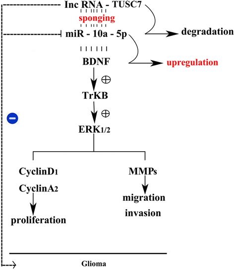 Lncrna Tusc7 Sponges Mir 10a 5p And Inhibits Bdnferk Pathway To