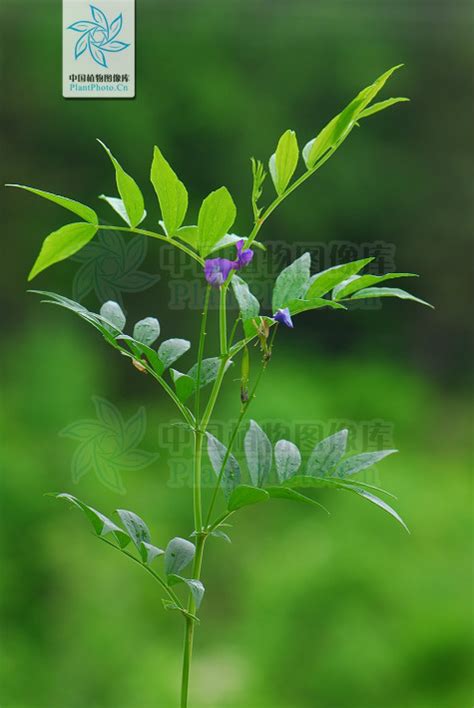 三脉山黧豆 360百科