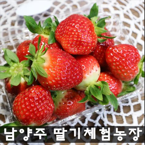 당도 최고 딸기 체험 딸기체험농장 남양주 샘물농장 재방문 네이버 블로그