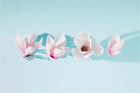 목련은 파스텔 블루 배경과 그림자에 대한 햇빛 크리스탈 안경에 꽃을 피 웁니다 최소한의 스프링 개념 평면도 0명에 대한 스톡