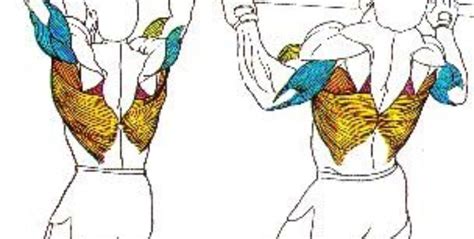 5 Ejercicios Que No Pueden Faltar Al Hacer Dorsales En El Gimnasio