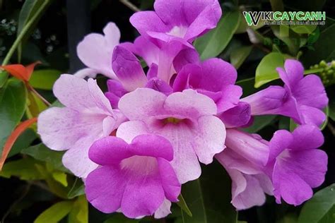 Cây lan tỏi Công dụng cách trồng và chăm sóc Wiki Cây Cảnh