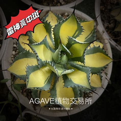 雷神黃中斑 販售側芽 龍舌蘭 AGAVE 笹之雪 霍利達 甲蟹 夏季顯色 蝦皮購物