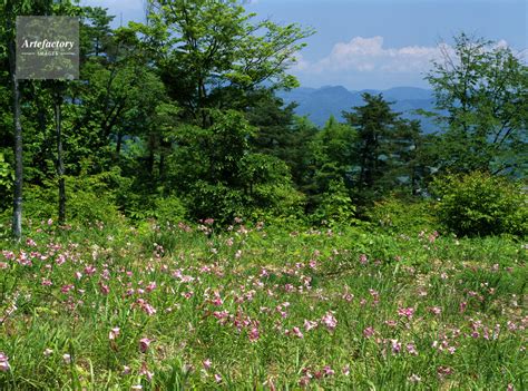 ヒメサユリ咲く大山自然公園