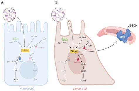 Methanethiol A Scent Mark Of Cancer Encyclopedia Mdpi