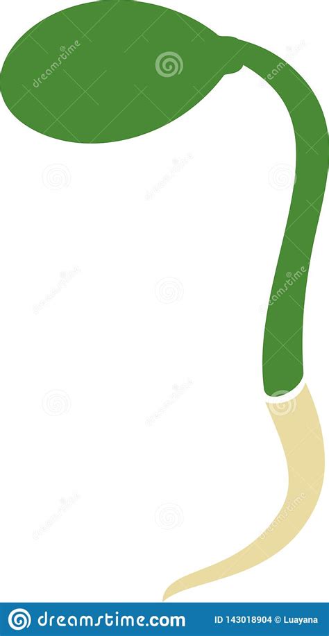 Germinaci n De La Semilla De Calabaza Ilustración del Vector