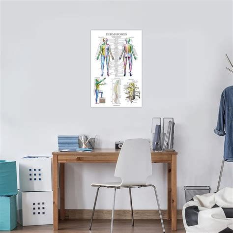 Dermatomes And Nervous System Anatomical Chart Dermatomes Anatomy