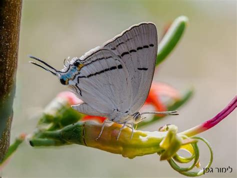 בשלל צבעים הפרפרים היפים שצולמו בישראל