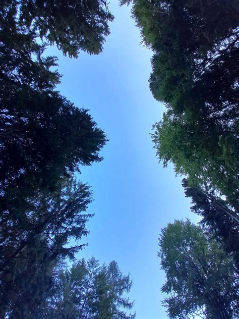 Лес Деревья Небо Бесплатное фото на Pixabay Pixabay