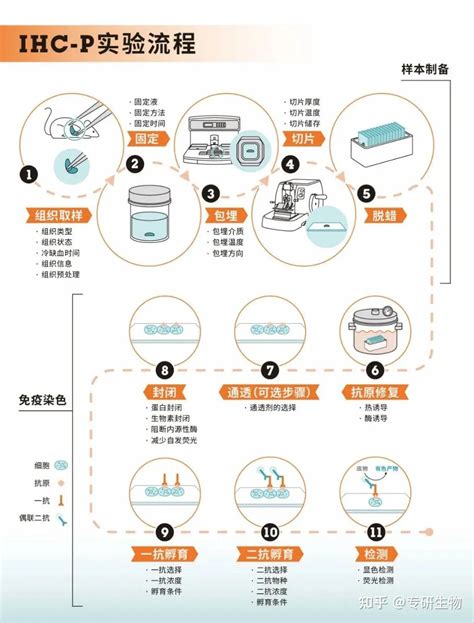 免疫组织化学（ihc）实验免疫染色详细流程 知乎