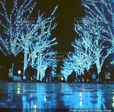 水面に映る夜桜の写真・画像素材 5471942 Snapmart（スナップマート）
