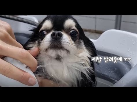 털로 뒤 덮인 장모치와와 빨래하기 멍구댕구 YouTube