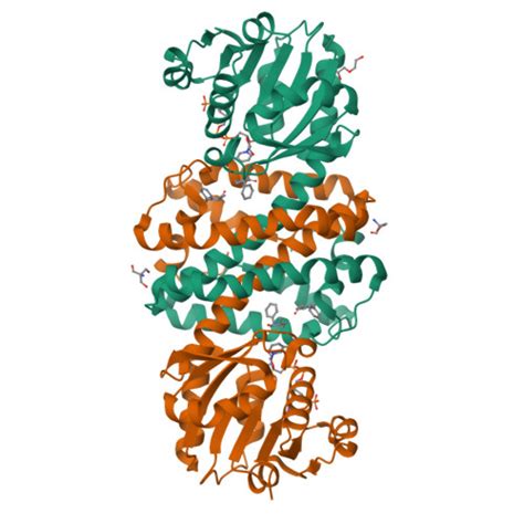 Rcsb Pdb 8yxq Nadph And 1 Benzyl 4 Methylpiperidin 3 One Complex